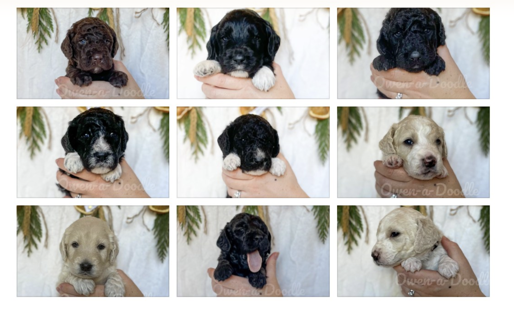 Goldendoodle Puppies for Sale in Seattle, WA - Owen-a-Doodle