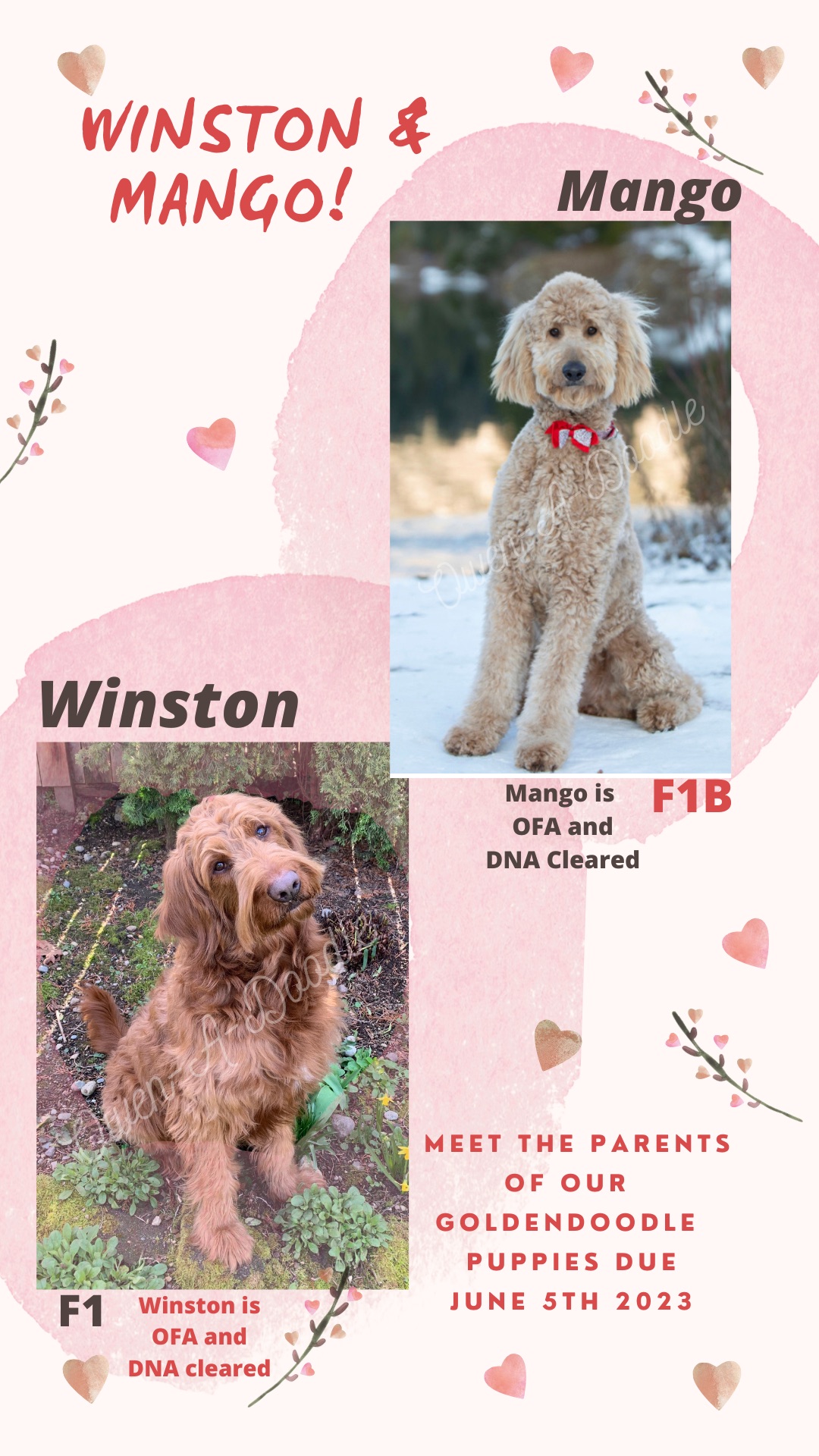 Available Goldendoodle Puppies in Seattle, WA - Owen-a-Doodle