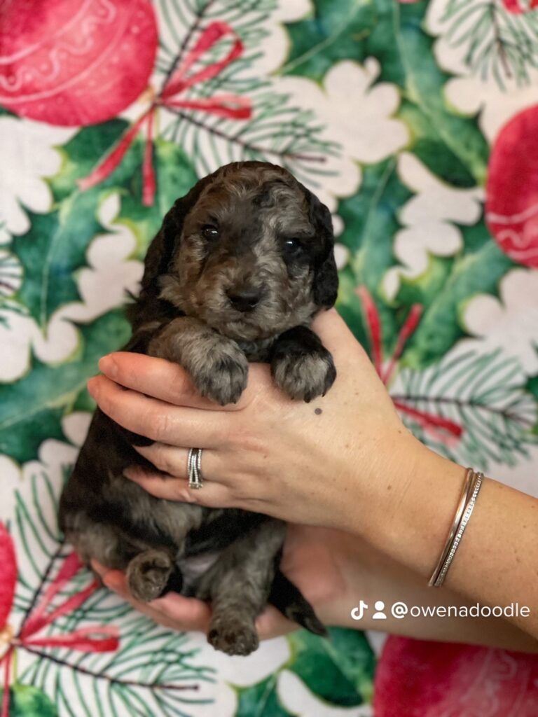 Goldendoodle Puppies for Sale in Seattle, WA - Owen-a-Doodle