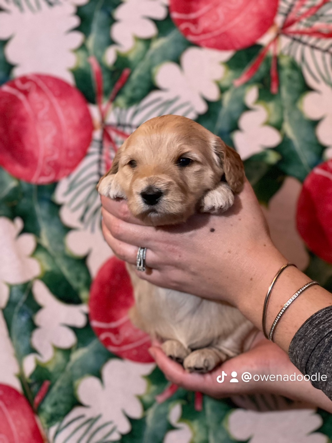 Goldendoodle Puppies for Sale in Seattle, WA - Owen-a-Doodle