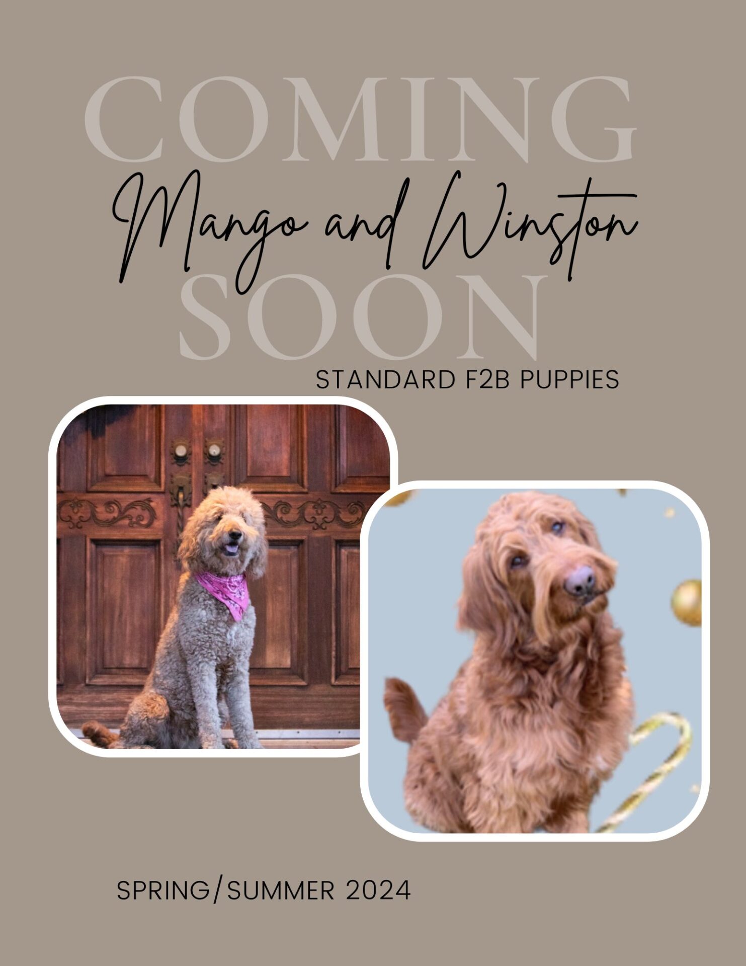 Available Goldendoodle Puppies in Seattle, WA - Owen-a-Doodle