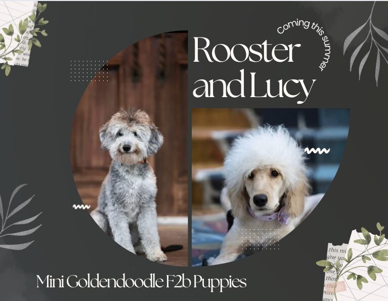 Available Goldendoodle Puppies in Seattle, WA - Owen-a-Doodle